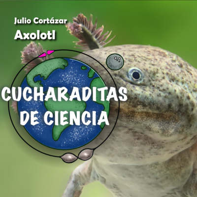 Cuento Axolotl de Julio Cortázar by Cucharaditas de Ciencia