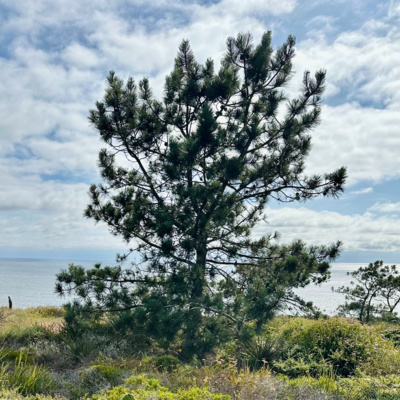 Torrey Pines with Jon Rebman by Golden State Naturalist