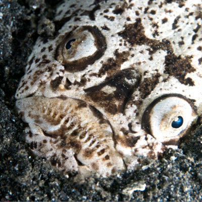 Facts: The Velvet Whalefish by Deep Marine Scenes