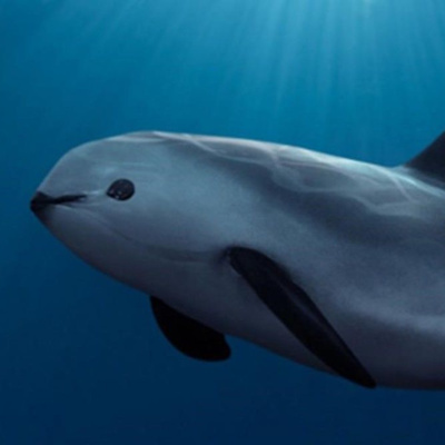 Facts: The Vaquita (The World's Most Endangered Marine Mammal) by Deep ...