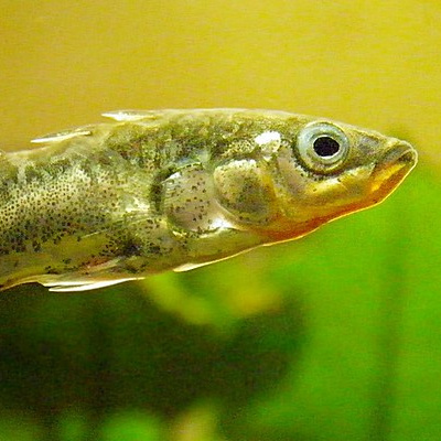 Facts: The Stickleback by Deep Marine Scenes