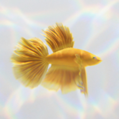 The dynamic between influencers, algorithms, and online crowds (ft ...