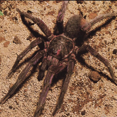 La Migala - Juan José Arreola by Poesía en la arena