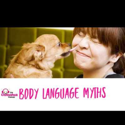 Two Body Language Myths Explained by The Chihuahua Podcast