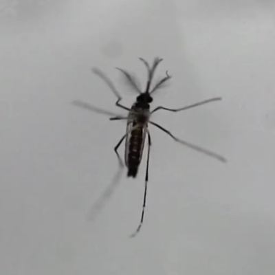 WHAT ARE THEY REALLY DOING TO US 🤔 by THE MAG BITTER TRUTH PODCAST