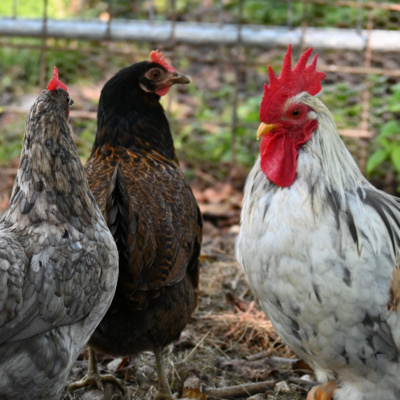 Ischler Zwerge - Rasseportrait #3 by Zwerghuhngarten