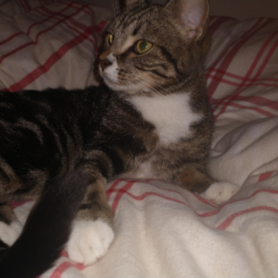 Update- January 2025 by Autocrat- A Roman History Podcast