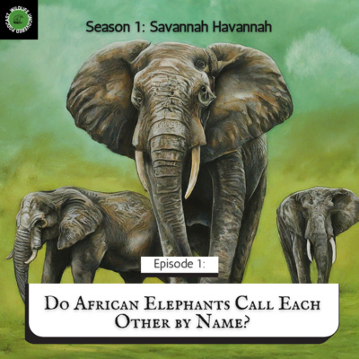 Do African Elephants Call Each Other by Name? by Wildlife Uncovered Podcast