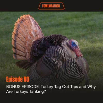 Ep. 80 – BONUS EPISODE: Turkey Tag Out Tips and Why Are Turkeys Tanking ...