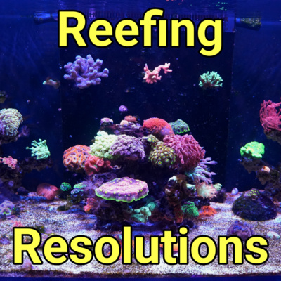 Reefkeeping Resolutions For 2025 | The Prestige Reef Dork Show Ep 75 by ...