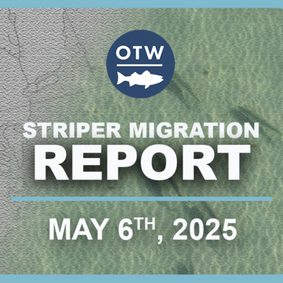 Striper Migration Report | May 5th 2025 by Northeast Offshore Fishing ...