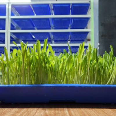 Hydroponic fodder production technology for sustainable animal feed ...