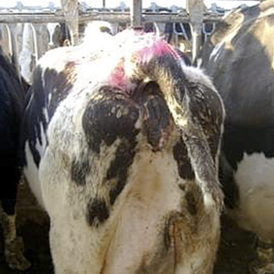 Endometritis en vacas de producción by Sector Agropecuario