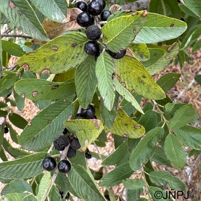 The Unique Beauty and Importance of Chapote Negro on a South Texas ...
